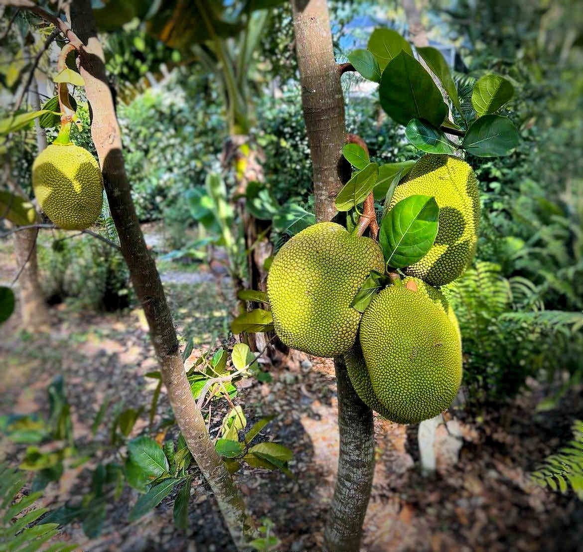 Jackfruit, a National Fruit - www.thamilmanram.com